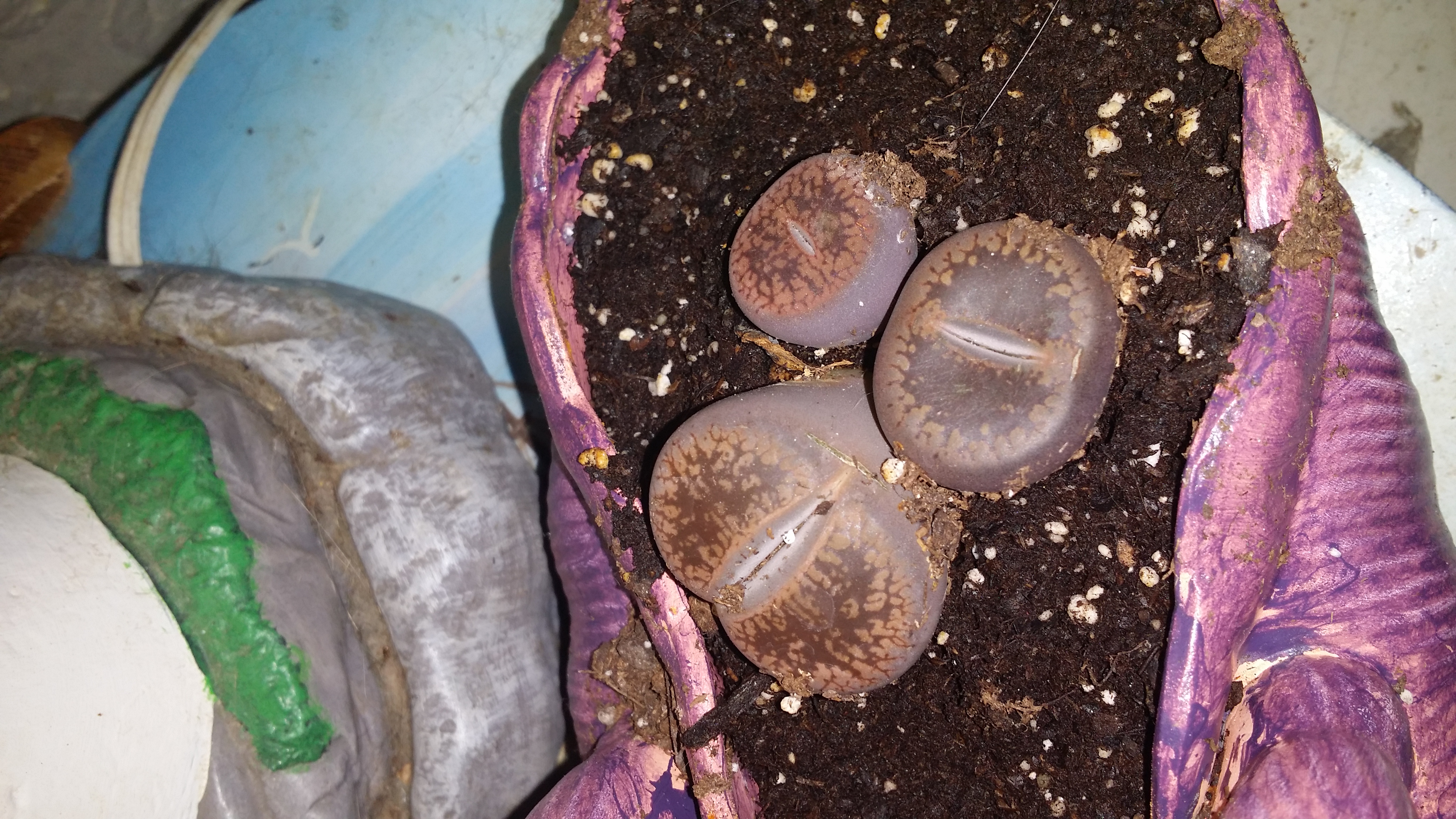 Lithops Living Stones Container - Succulents for Sale Bulk Succulent ...