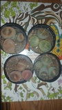 Lithops Living Stones Container - Succulents for Sale Bulk Succulent ...