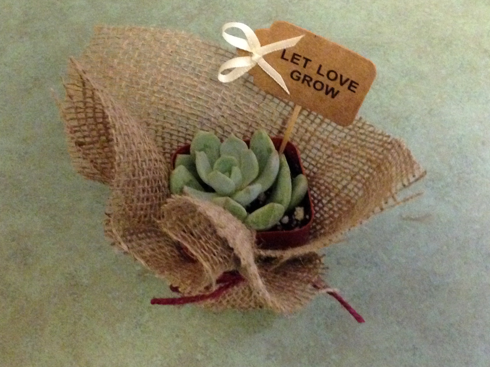 20 Favor Tags - Succulents for Sale Bulk Succulent Wedding Favors