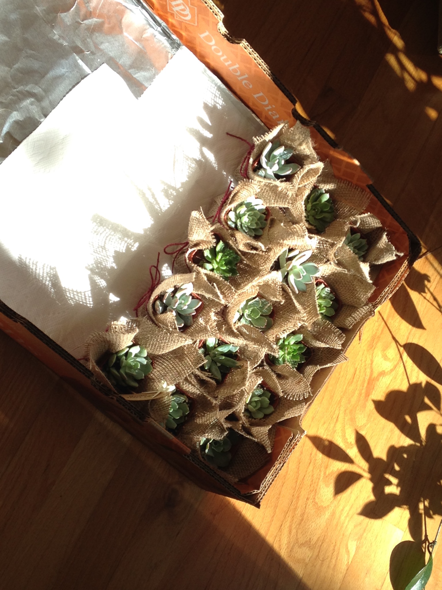 20 Favor Tags - Succulents for Sale Bulk Succulent Wedding Favors