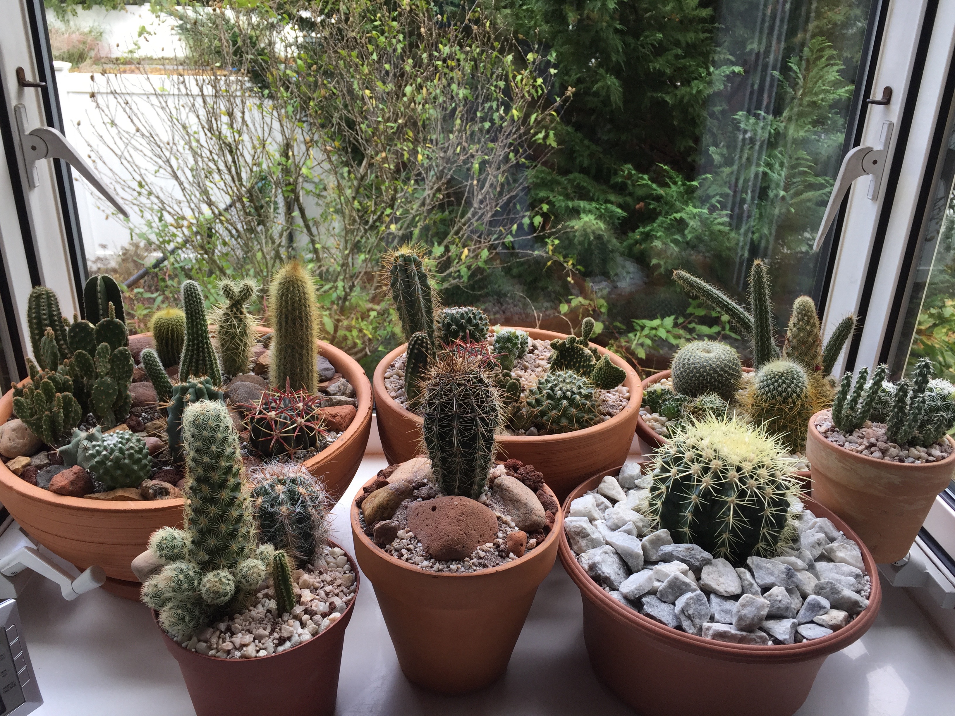 2.5" Assorted Cactus (no names) - Succulents for Sale Bulk Succulent ...