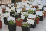 20 Favor Tags - Succulents for Sale Bulk Succulent Wedding Favors