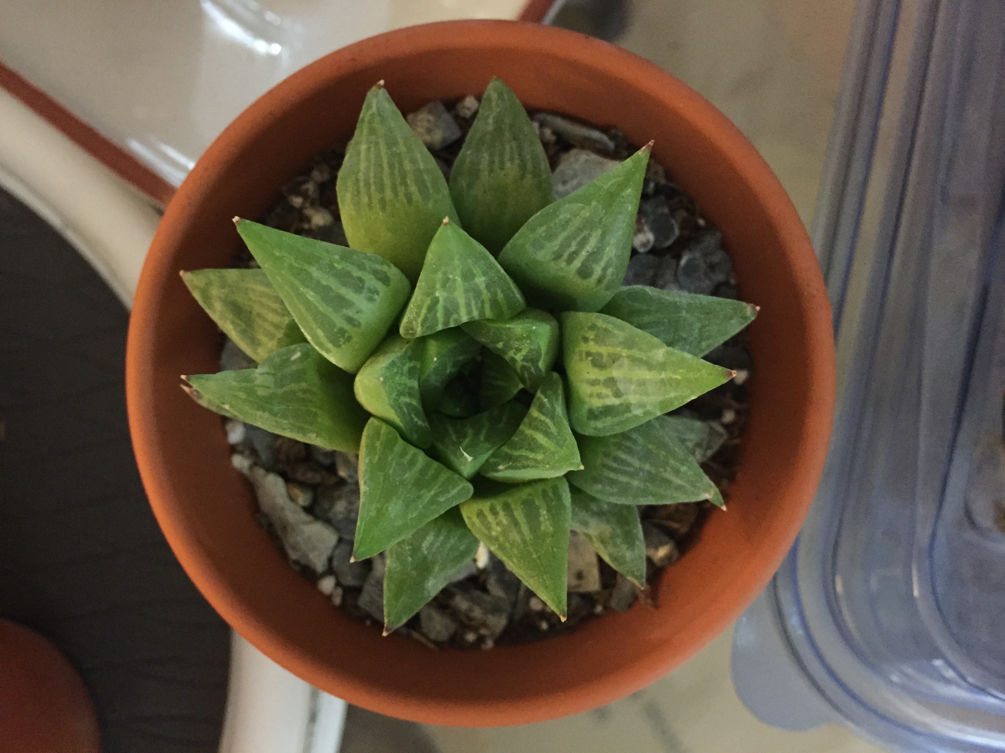Haworthia Assorted Succulent - Succulents for Sale Bulk Succulent ...