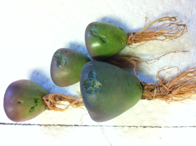 Lithops Living Stones 2.5" Container - Succulents for Sale Bulk ...