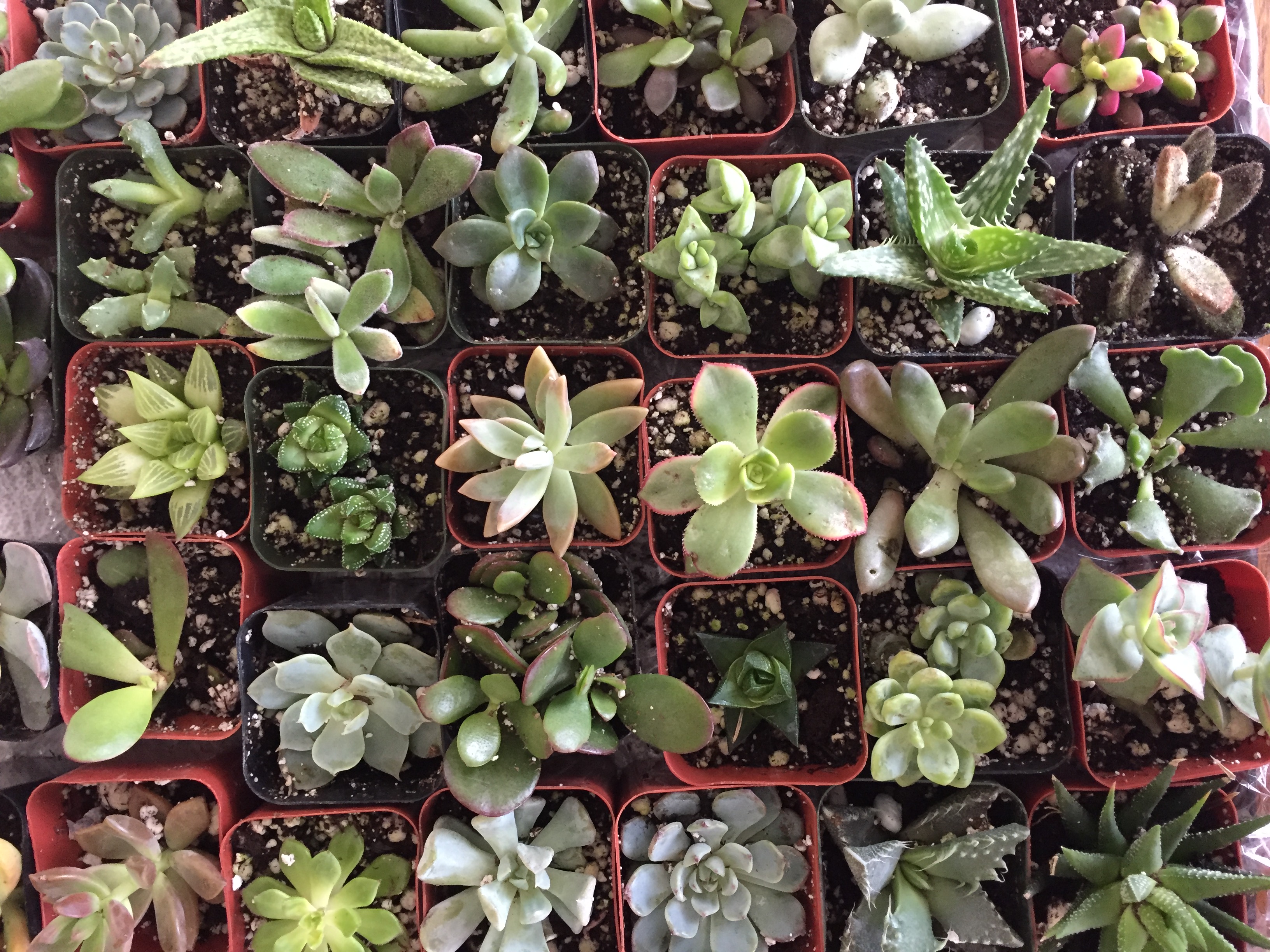 2" Assorted Succulents - Succulents for Sale Bulk Succulent Wedding Favors