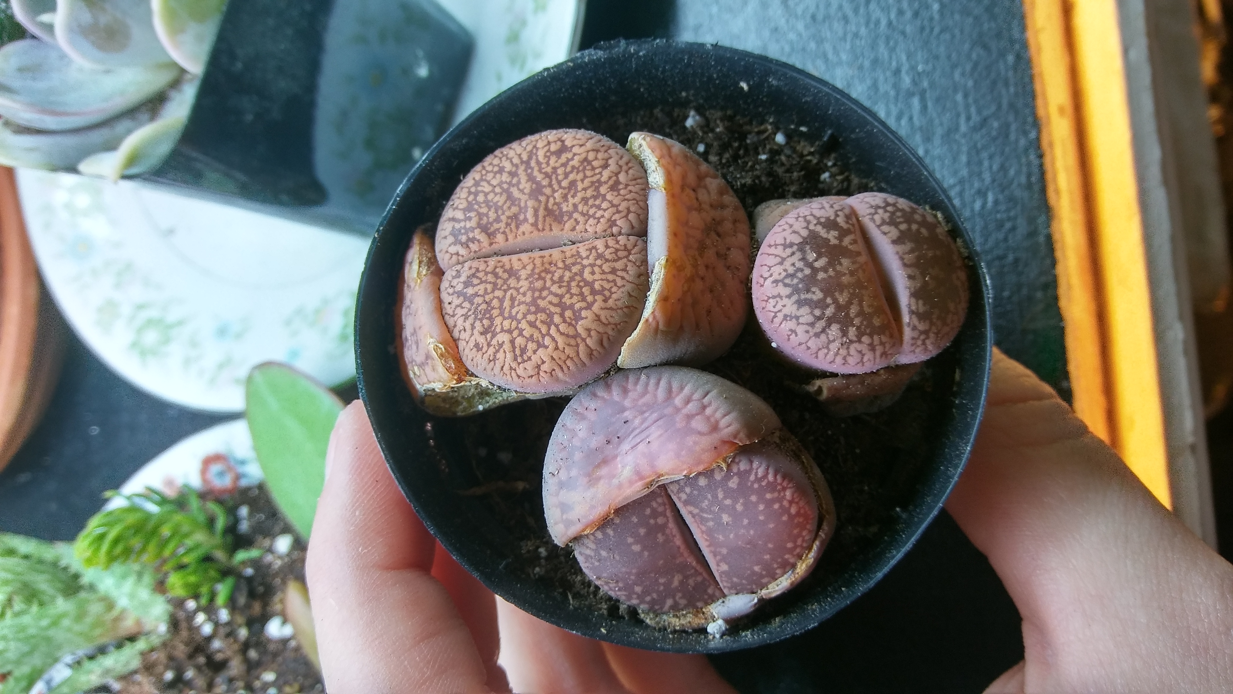Lithops Living Stones 2.5" Container - Succulents for Sale Bulk ...
