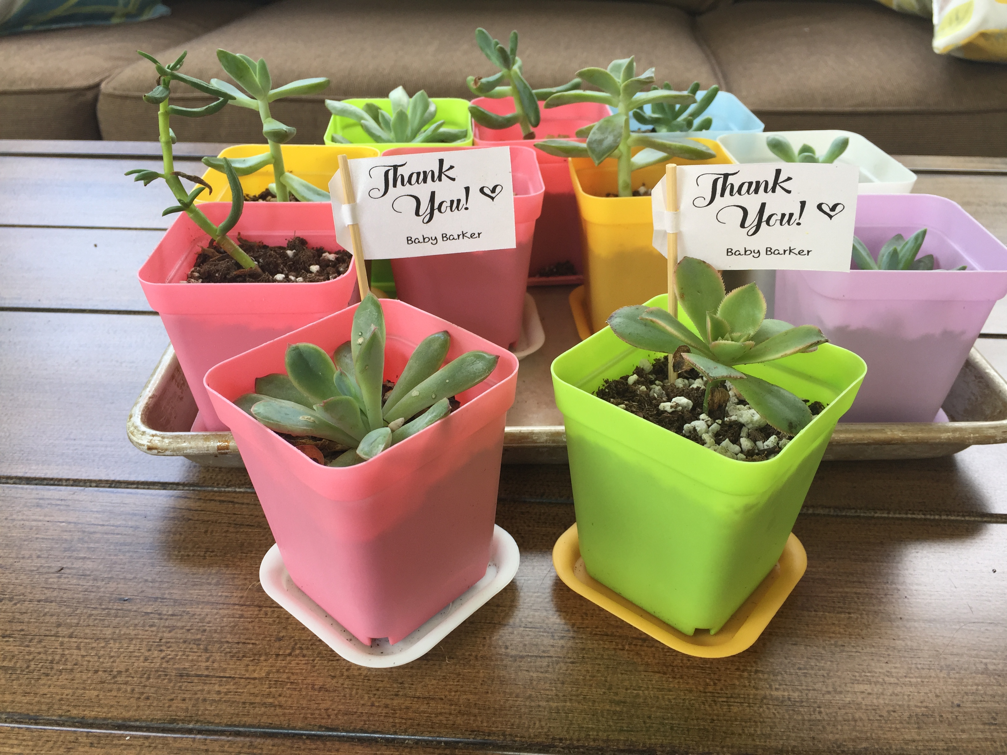 20 Hanging CUSTOM Favor Tags - Succulents for Sale Bulk Succulent ...