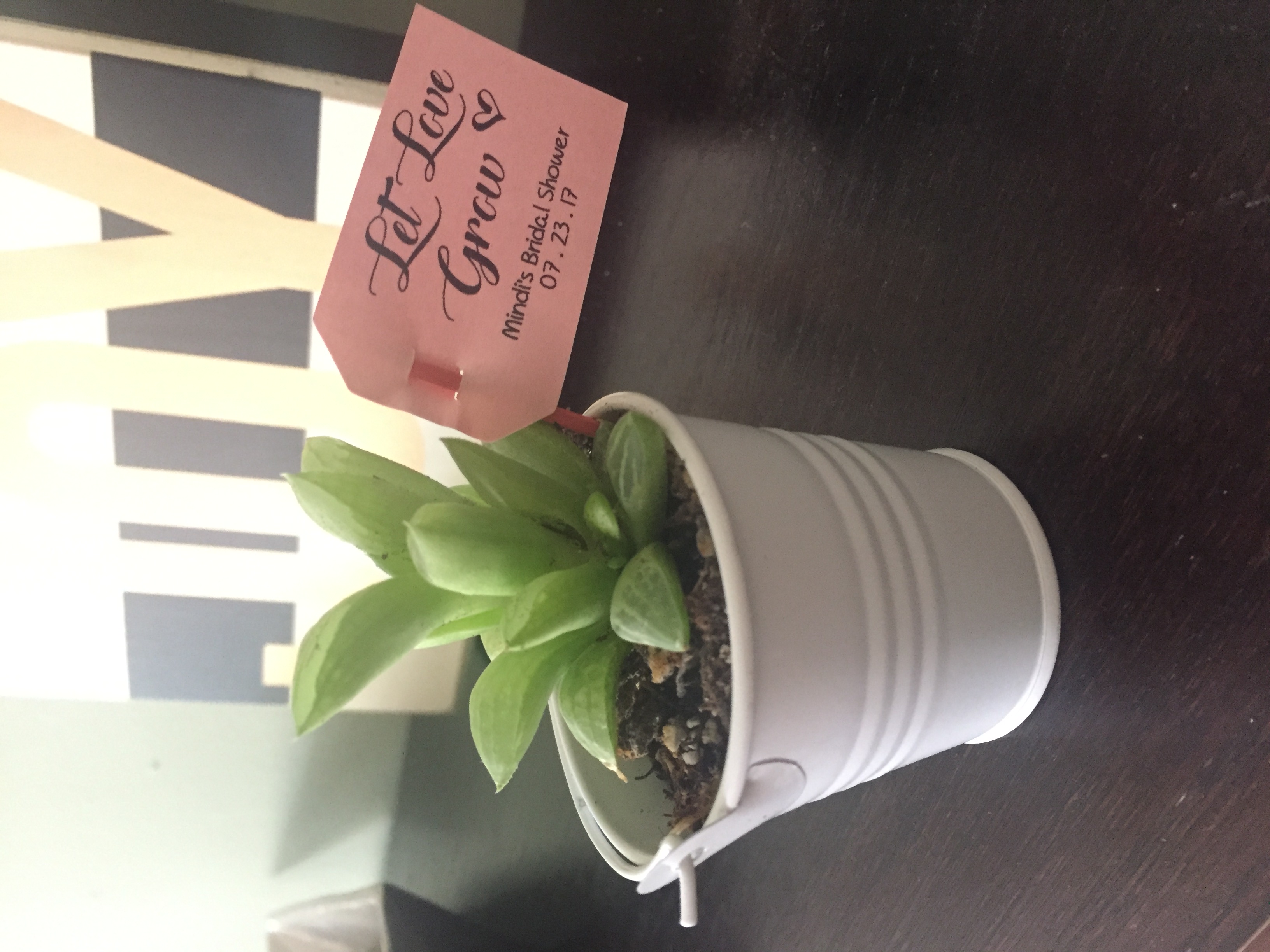 20 Hanging CUSTOM Favor Tags - Succulents for Sale Bulk Succulent ...