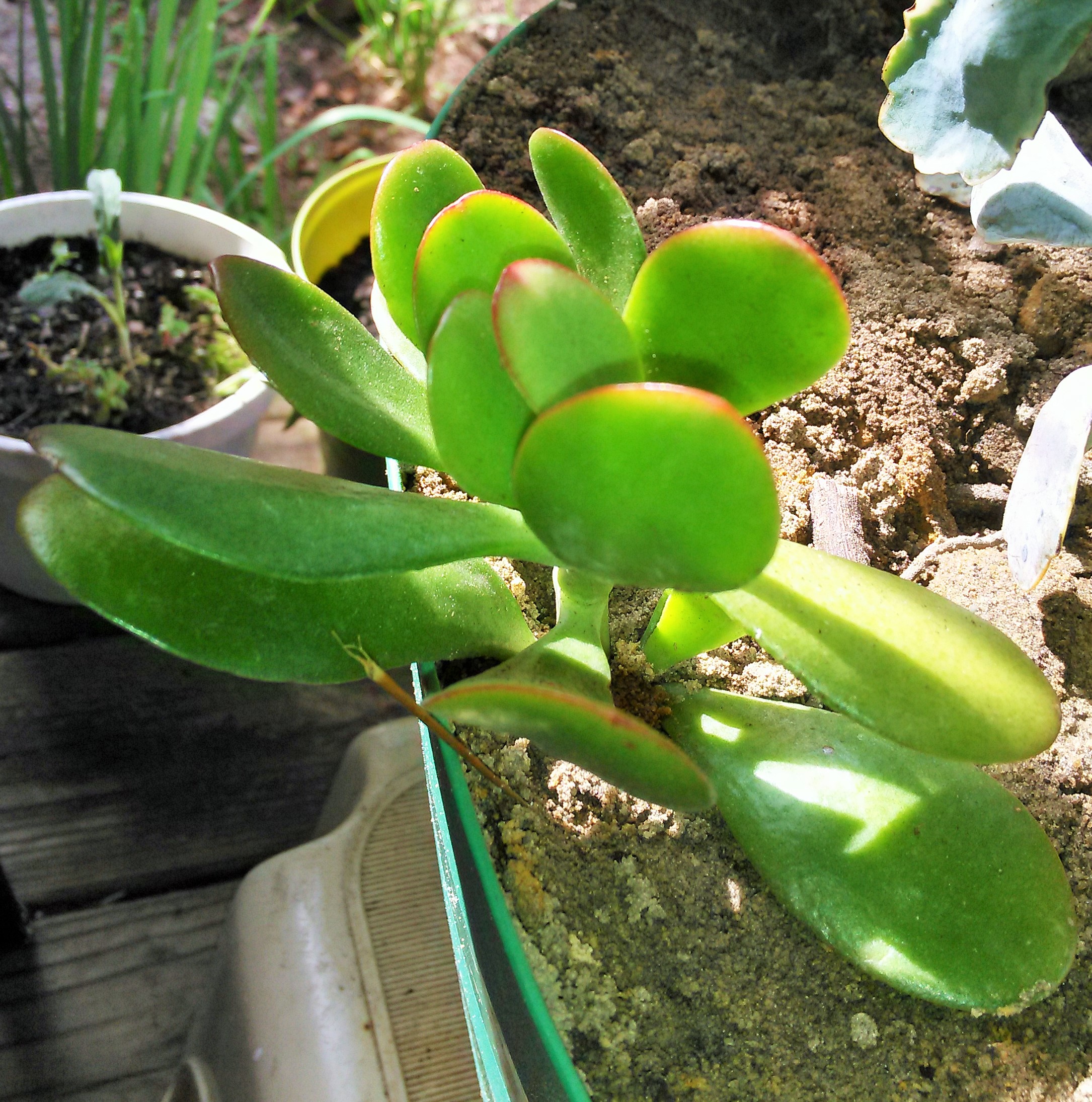 Cuttings - Assorted Succulents - Succulents for Sale Bulk Succulent ...