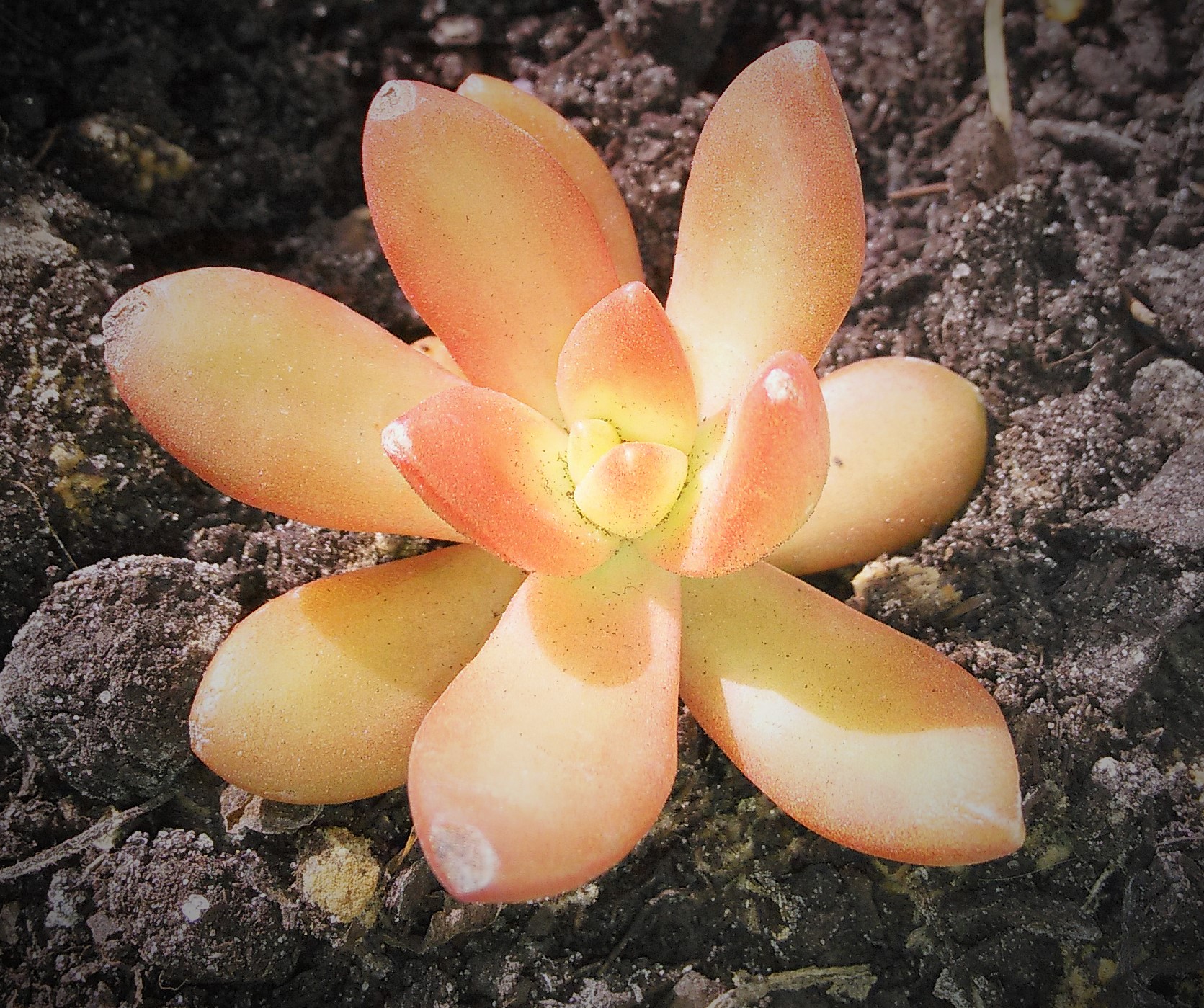 Cuttings - Assorted Succulents - Succulents for Sale Bulk Succulent ...