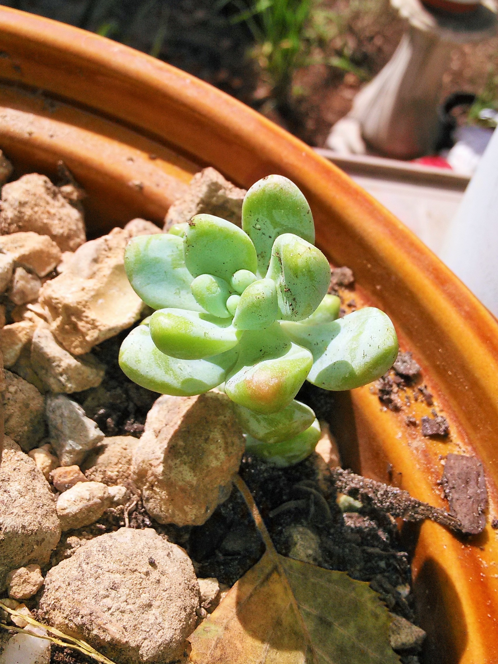 Cuttings - Assorted Succulents - Succulents for Sale Bulk Succulent ...