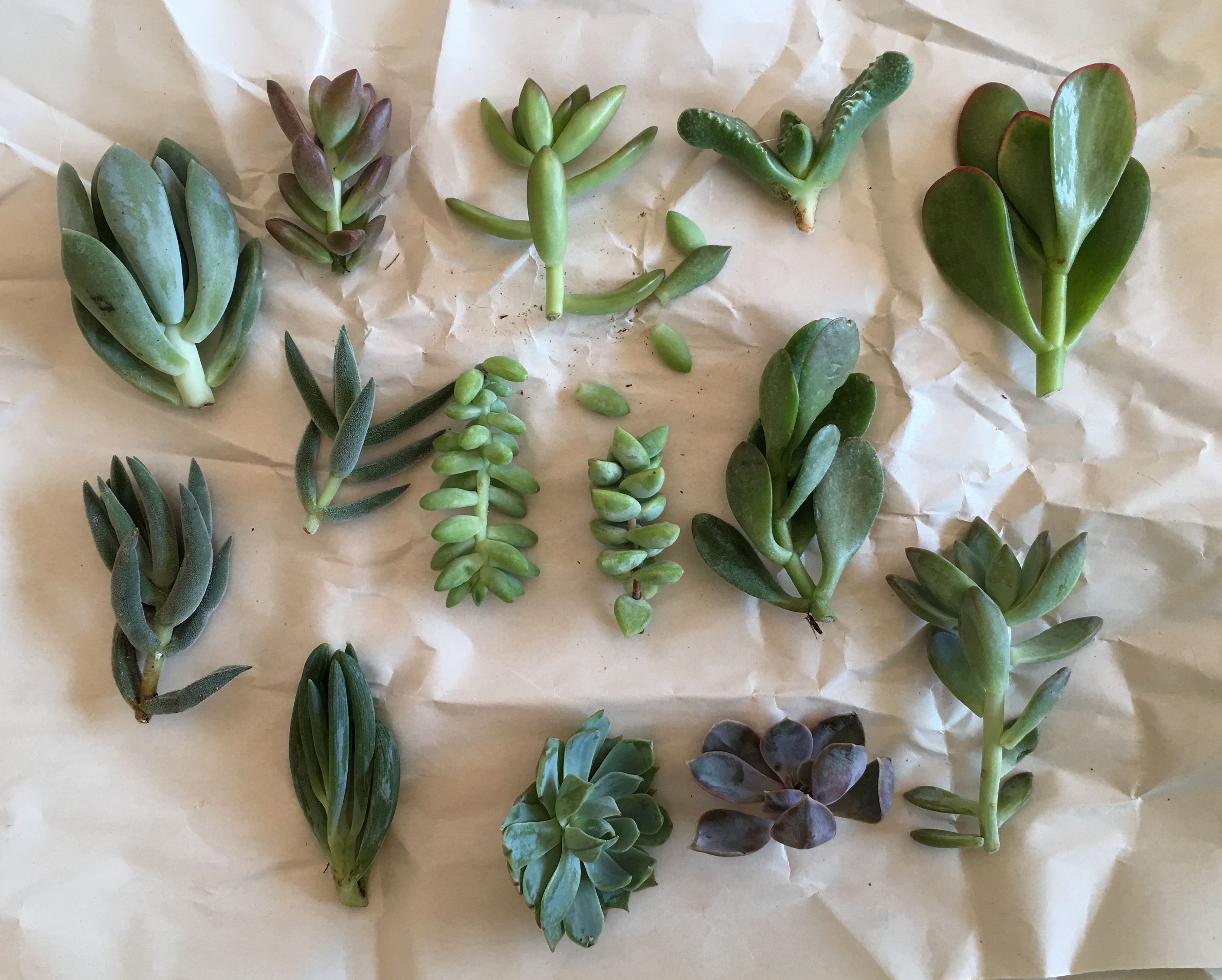 Cuttings - Assorted Succulents - Succulents for Sale Bulk Succulent ...