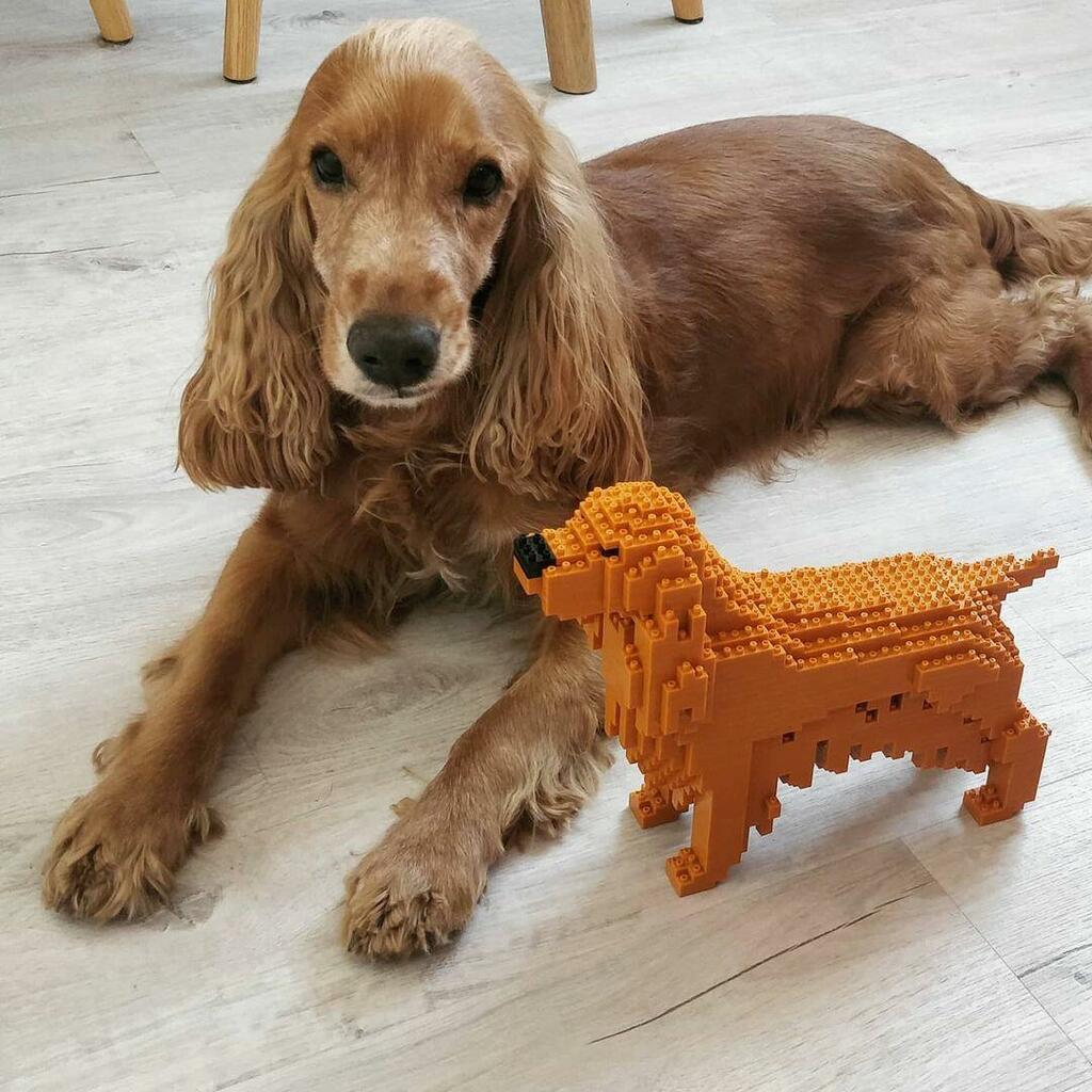 English Cocker Spaniel - Pet Building Kit - Build 'Em Pets