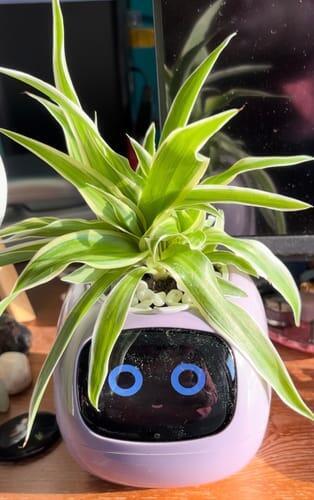 Smart AI Plant Pot | Vox Megastore | Indoor Gardening