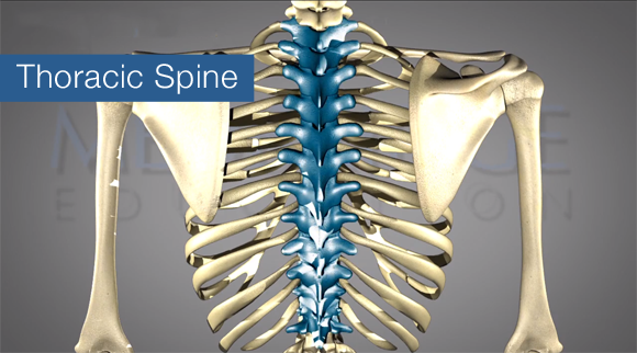 Clinically Diagnosing Thoracic Compression Fractures by Harrison ...