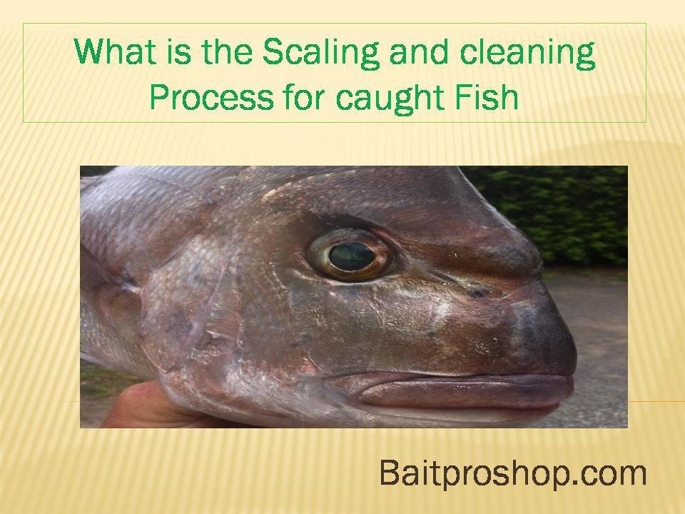 Baitproshop - What is the Scaling and cleaning Process for caught Fish
