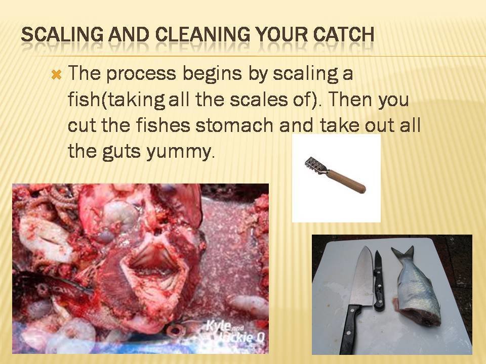 Baitproshop - What is the Scaling and cleaning Process for caught Fish