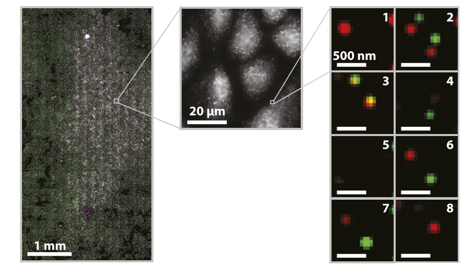 A Bayesian model for single cell gene expression analysis with MERFISH data