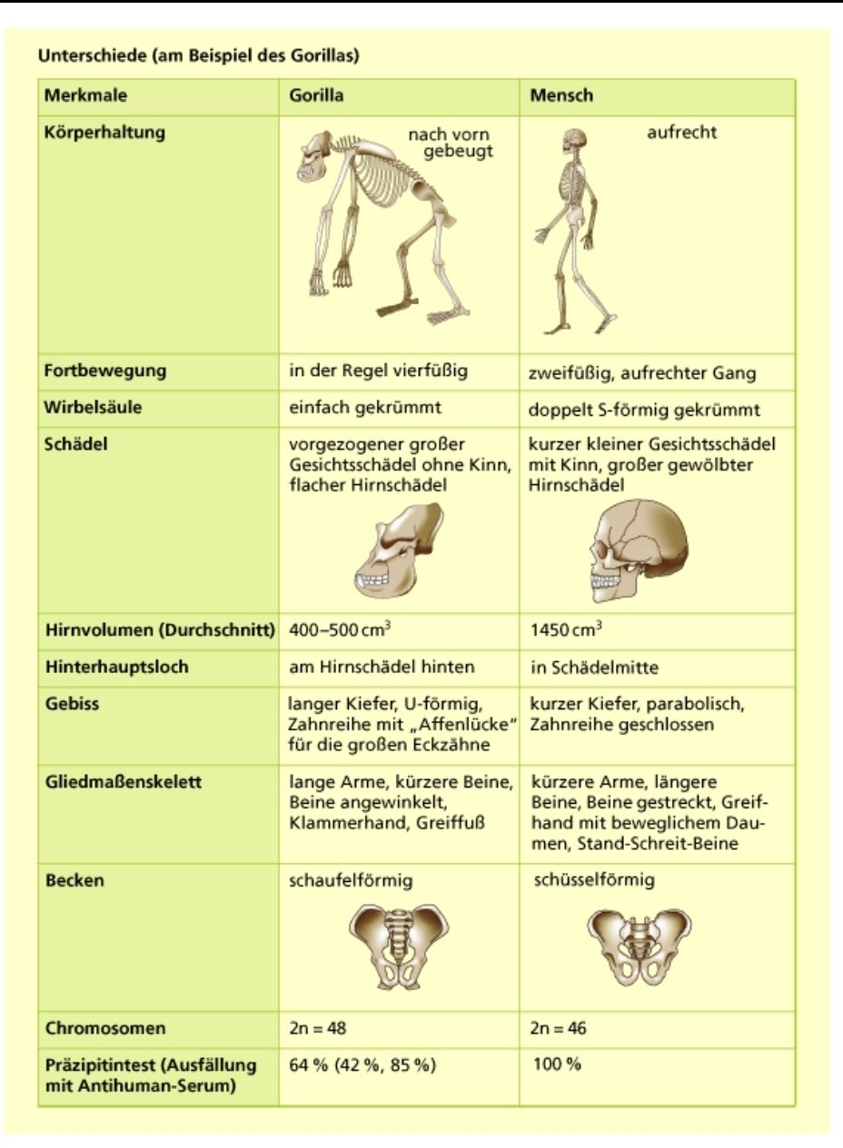 Menschenbilder Im Vergleich