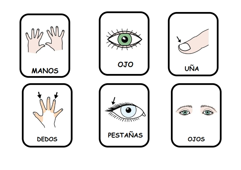 Las partes del cuerpo y los 5 sentidos: 1ero y 2ndo