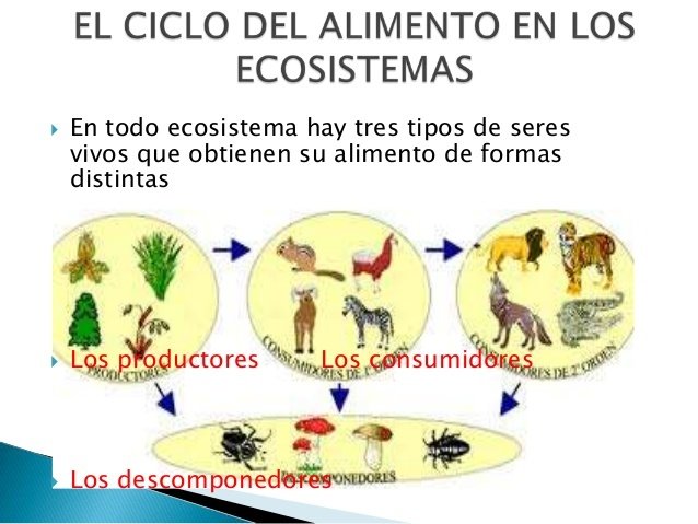 LOS ORGANISMOS PRODUCTORES