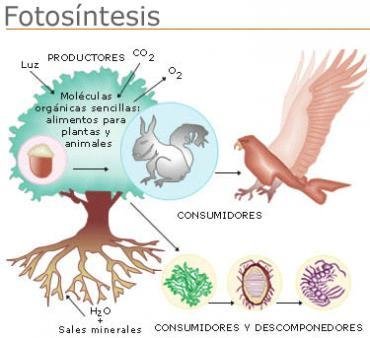 LOS ORGANISMOS PRODUCTORES