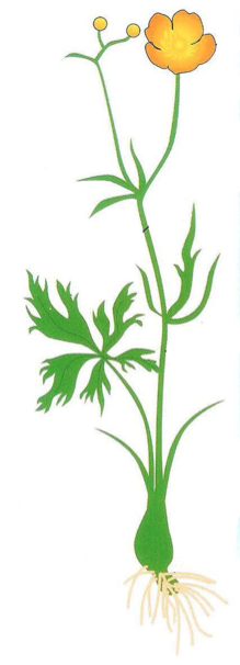Biologi - Ranunkel