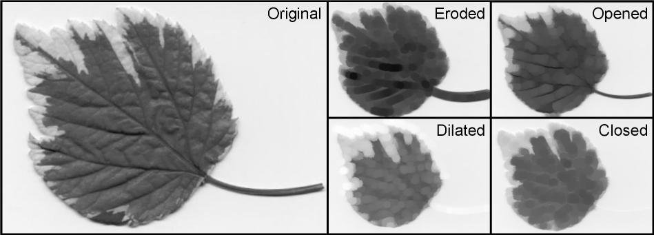 Morfología en imágenes