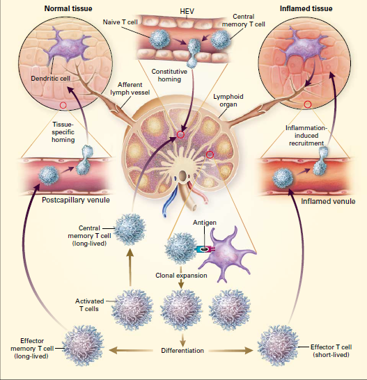 T-cell priming by dendr