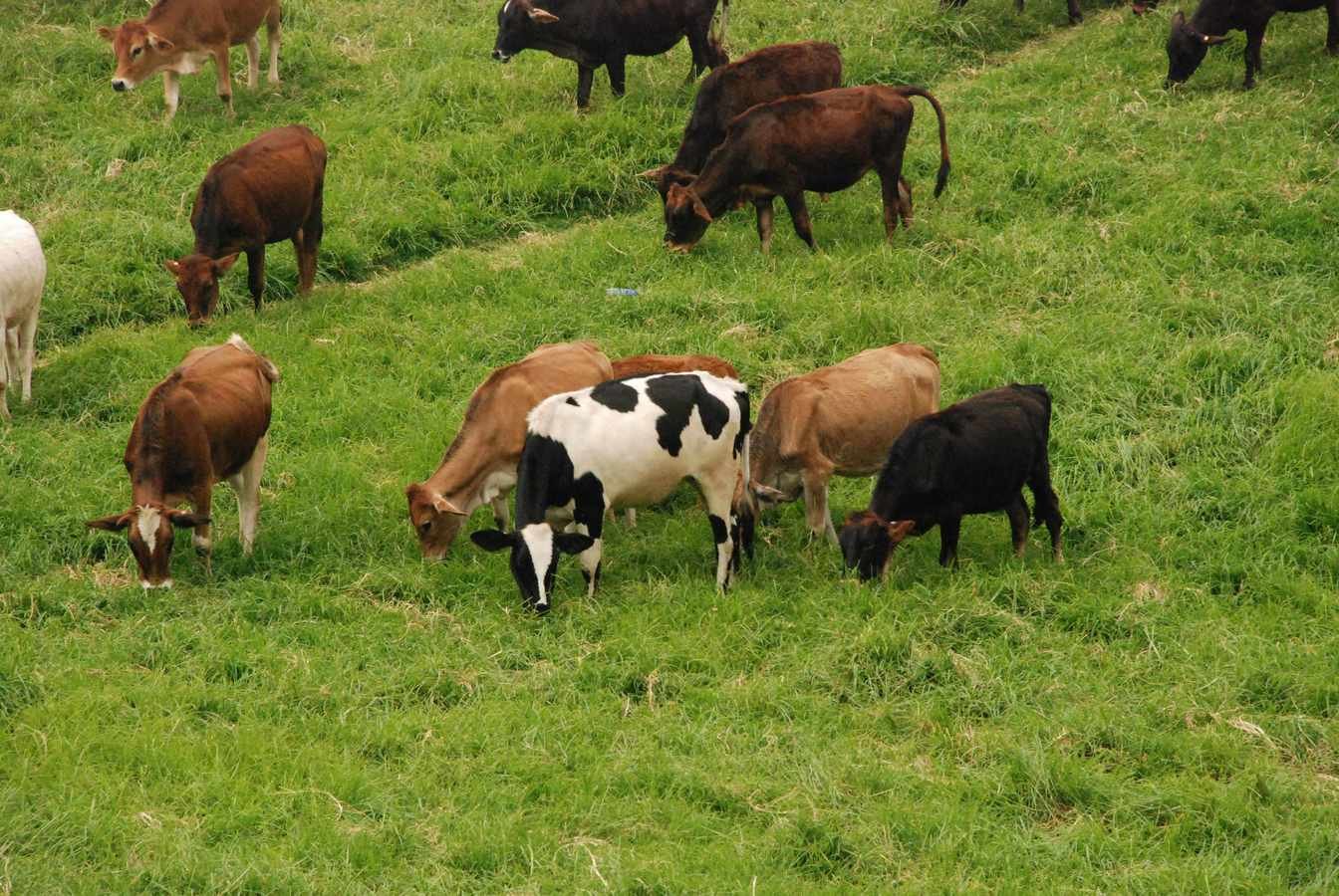 Munnar Tourist Attractions