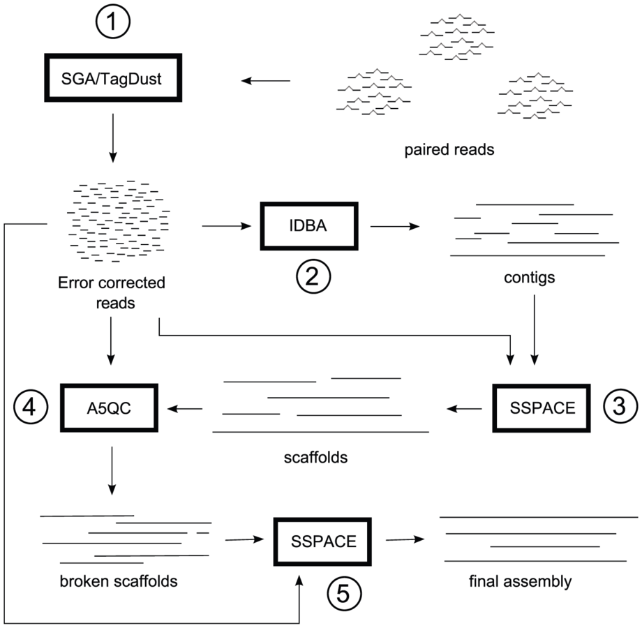 Bacterial Genome Assembly