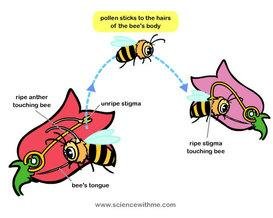 SSFT honey bees