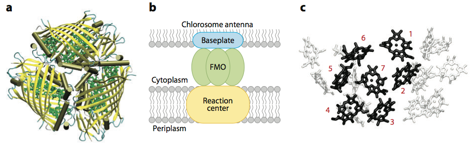 Quantum Physics of Photosynthesis