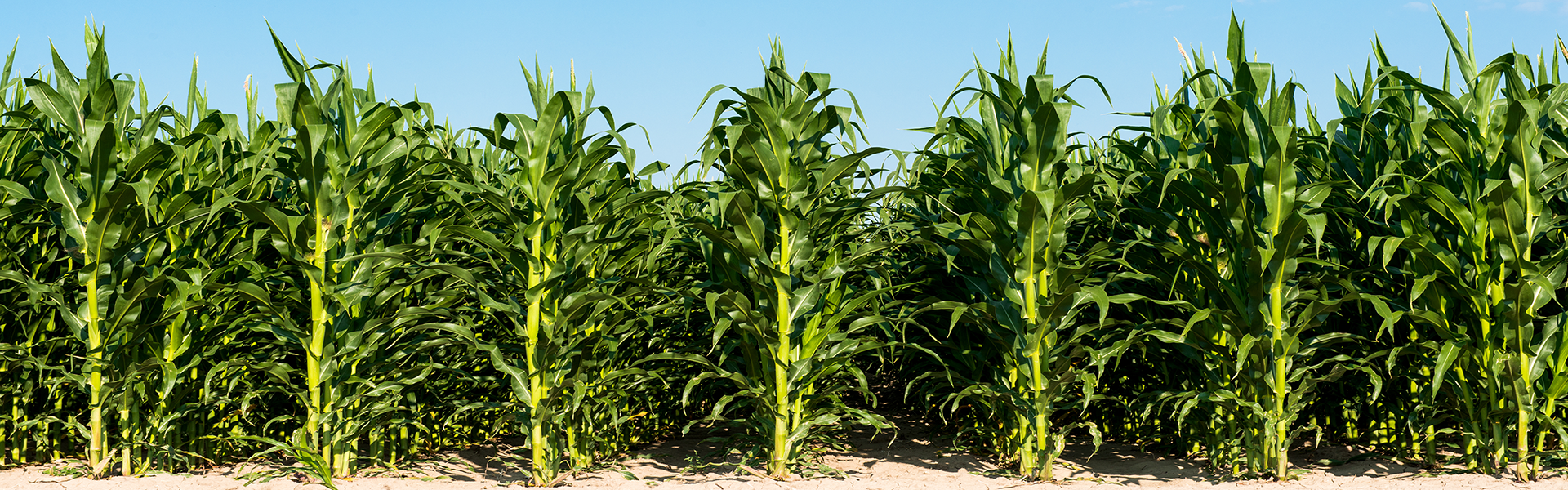 Grainland Farmers - Homepage