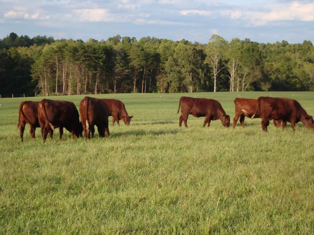American Red Poll Association – Red Poll Beef Cattle – The Natural ...