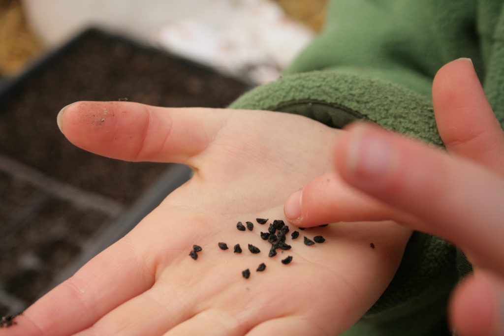Guide to Seed Starting: Part 3 – Planting – Budding Homestead