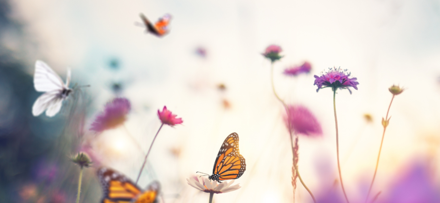 Grace Ministries International | SALLY'S HOPE