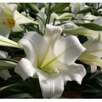 Central | Where You're Family | EASTER LILY ORDER FORM