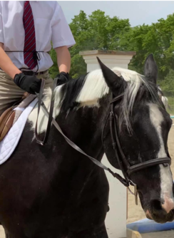 Hill Top Equestrian Center | Home