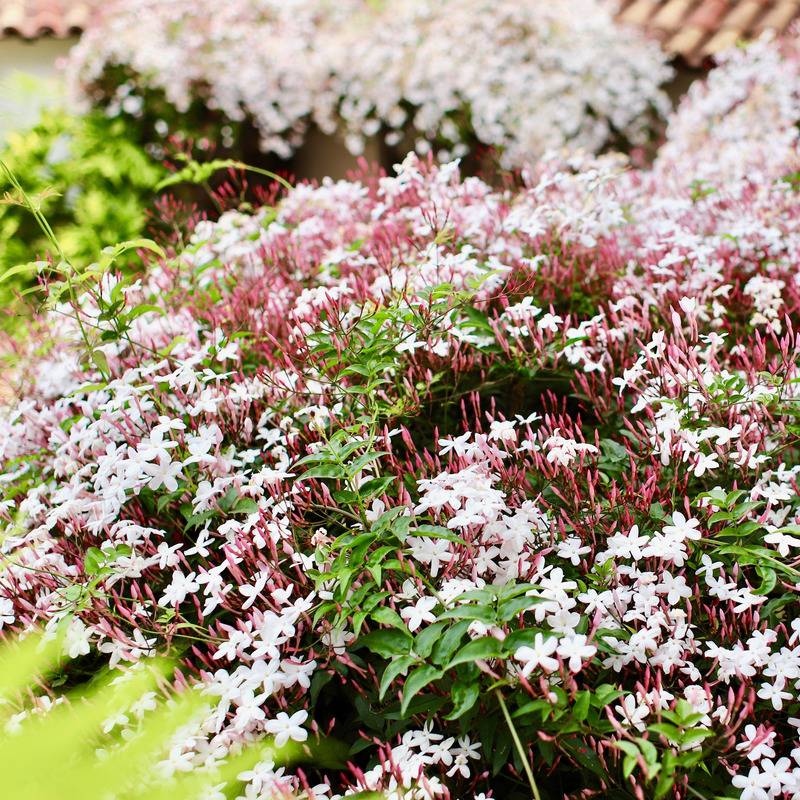 Redlands Adventist Church | Home