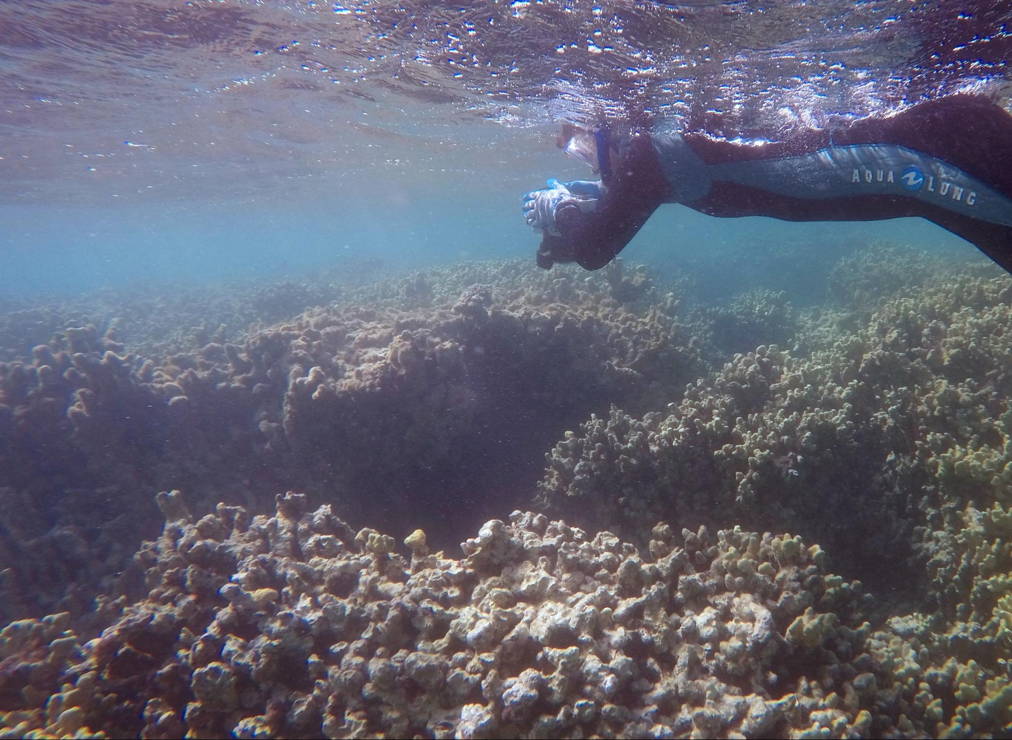 The Impacts of Ghost Nets on Coral Reefs | NOAA Fisheries