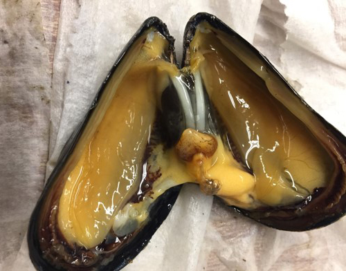 Insight from Sports Medicine Leads to Discovery About Mussels in an ...