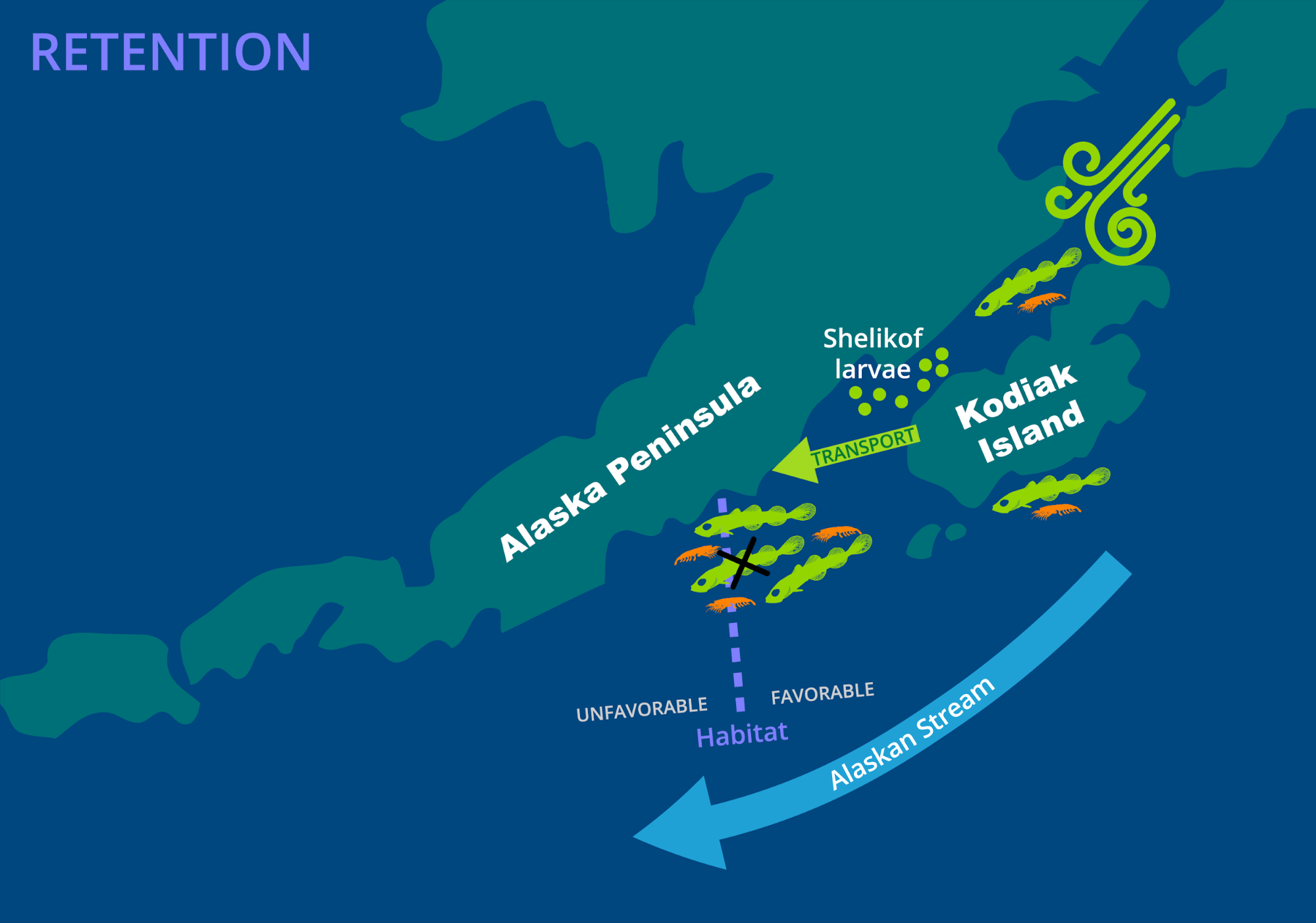 Wind Influences Pollock Success in the Gulf of Alaska | NOAA Fisheries