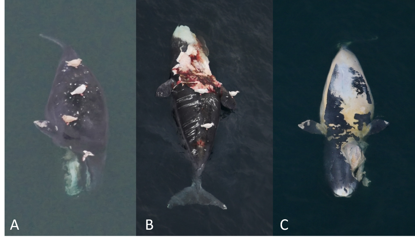 First Direct Evidence of Killer Whale Predation on Bowhead Whales in the U.S. Pacific Arctic ...