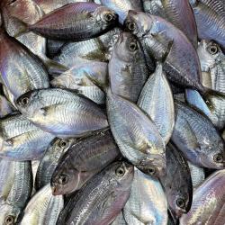 Butterfish Working Group | NOAA Fisheries