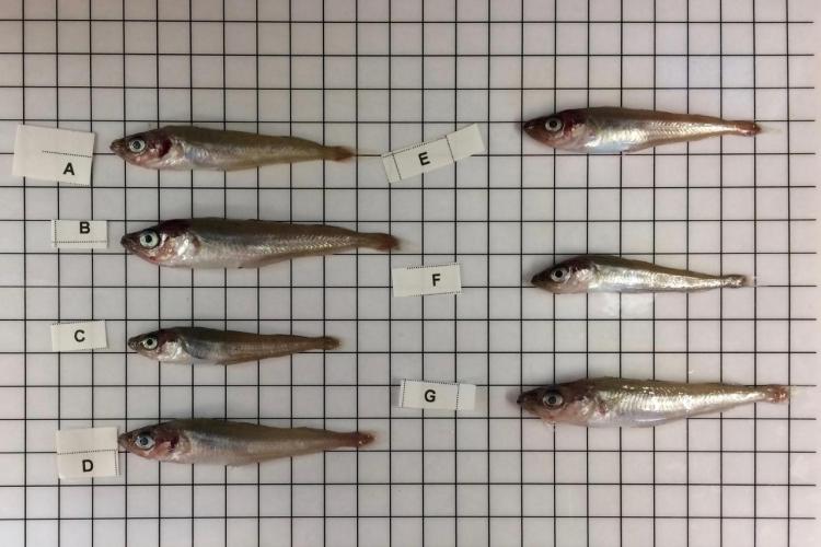 What Happened to the Pollock Born in 2015? | NOAA Fisheries