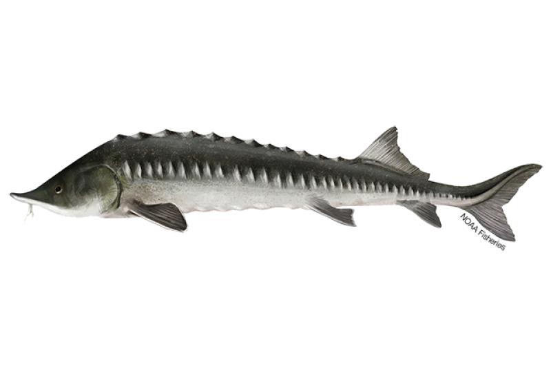 Kaluga Sturgeon | NOAA Fisheries