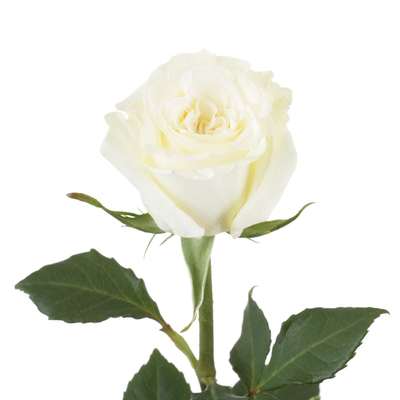 RP Aspen Standard Rose