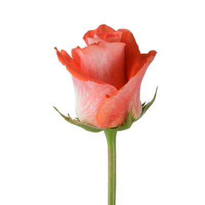 Cartagena Standard Rose