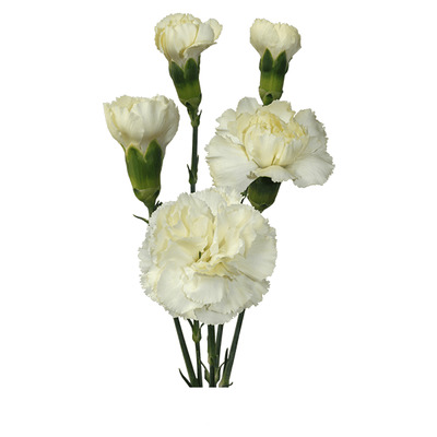 Tayrona Miniature Carnation